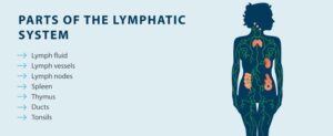 The Lymphatic System: Functions, Purpose, Problems & More - Tactile Medical